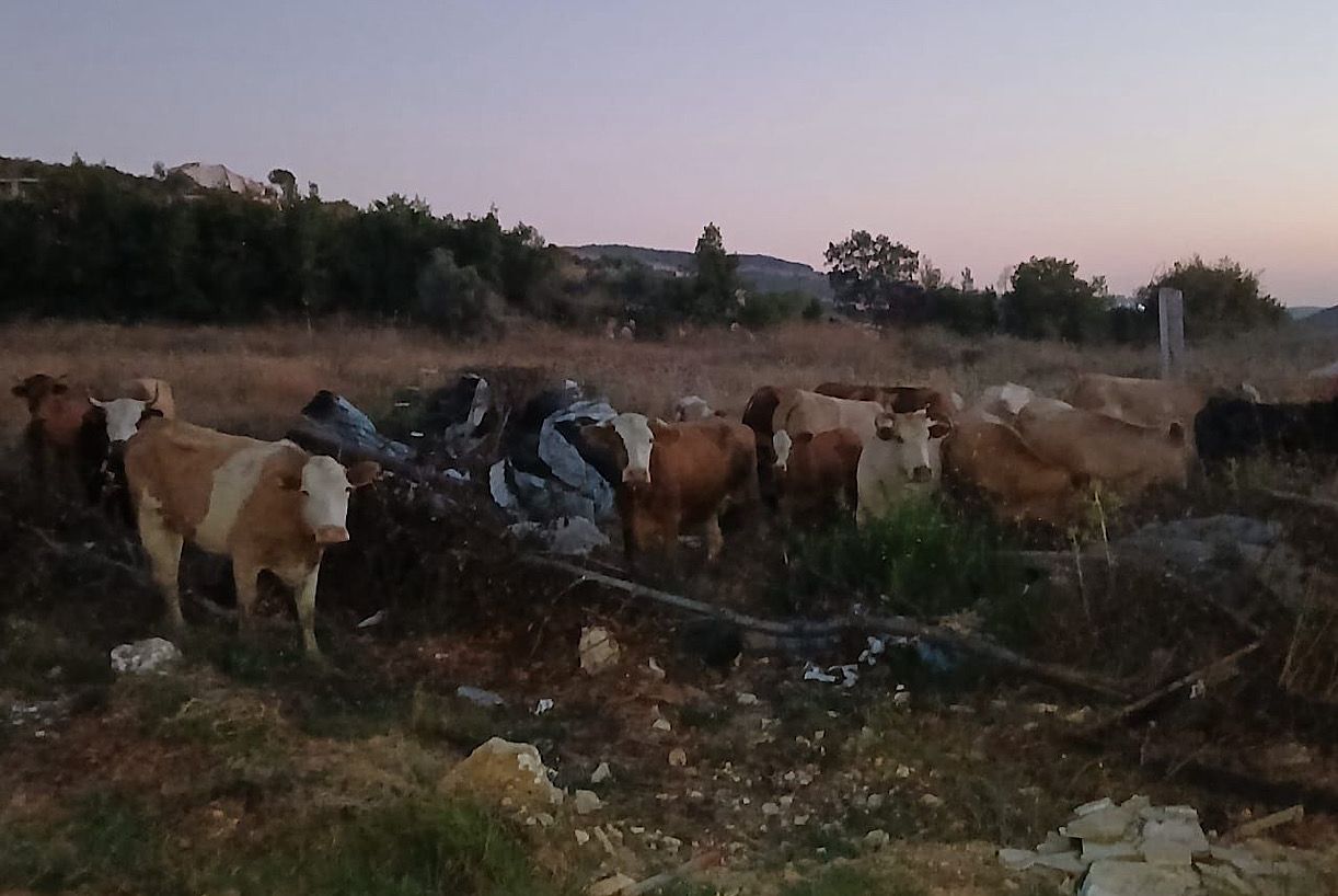 بِ المحليات - بالفيديو: إسرائيل تُفلت عشرات الأبقار في جنوب لبنان